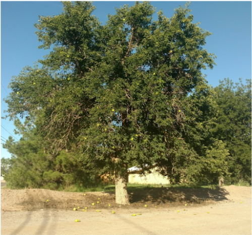 Tree Tier List (Community Rankings) - TierMaker