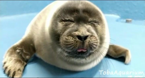 Create a popular seals and some others Tier List - TierMaker