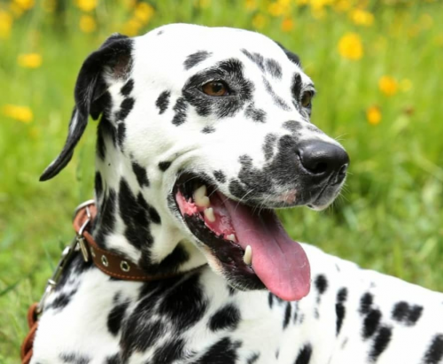 Create a Popular Dogs! (With names!)(155 Dogbreeds) Tier List - TierMaker