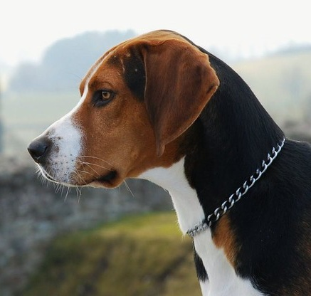 The most well-known dogs (with names) Tier List (Community Rankings ...