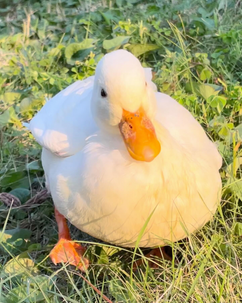 Vak vak Tier List (Community Rankings) - TierMaker