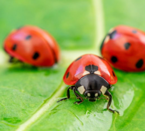 Create a Ultimate Bug Tier List - TierMaker