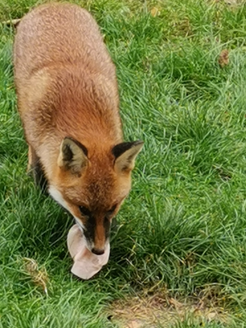 My Fox pics Tier List (Community Rankings) - TierMaker