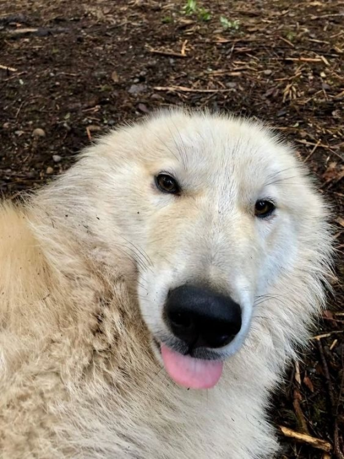 VAMPIRITO Tier List (Community Rankings) - TierMaker