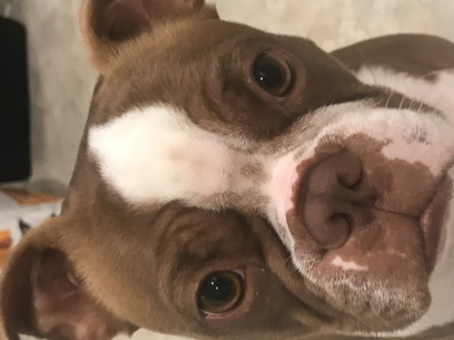 pikmin untitled Halloween and map rework update Tier List (Community ...