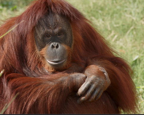 Create a Animals vs Prime Mike Tyson Tier List - TierMaker