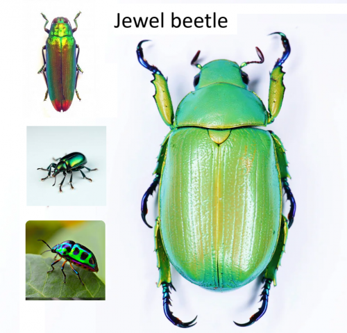 Create a Insects from Jungle Juice Tier List - TierMaker