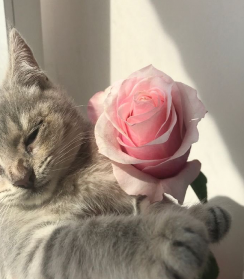 Create a silly cat Tier List - TierMaker