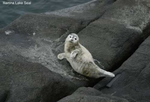 Create a Seal Tierlist Tier List - TierMaker