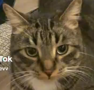 StellaDev Project Tierlist Tier List (Community Rankings) - TierMaker