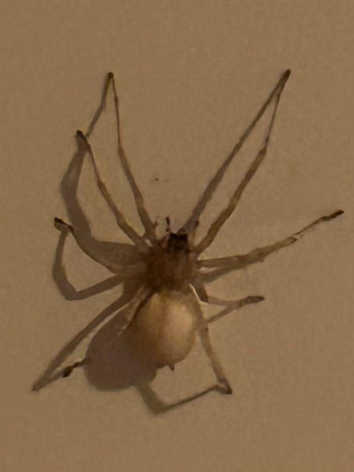 Create a common house spiders Tier List - TierMaker