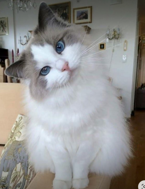 Cat Tier List (Community Rankings) - TierMaker