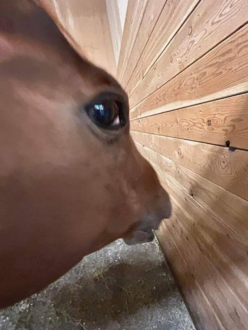 Create a Zooter Humor Tier List - TierMaker