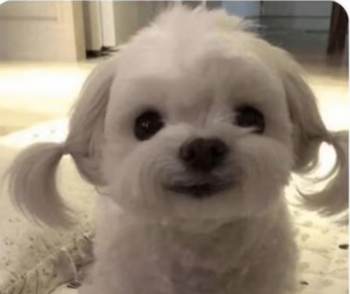 Mythos SMP Tier List (Community Rankings) - TierMaker