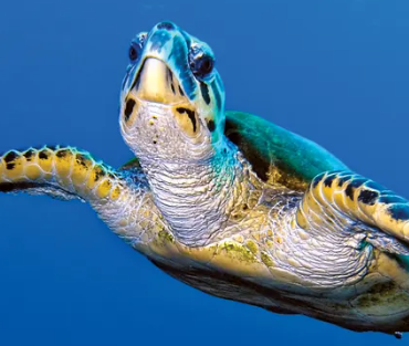 Create a Draft map 3 Tier List - TierMaker