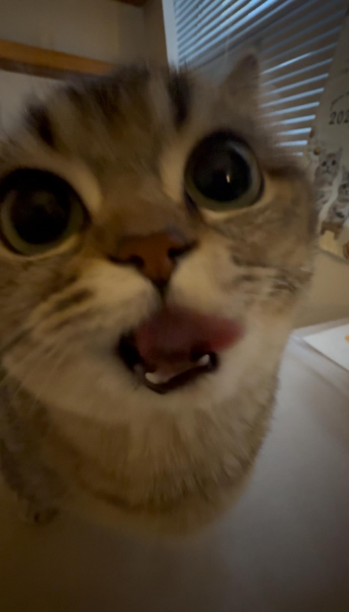 Create a Instagram Cats Ranking Tier List - TierMaker