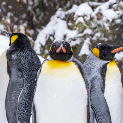 Create a Penguin Species Tierlist Tier List - TierMaker