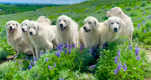 Create a sheep ocs Tier List - TierMaker