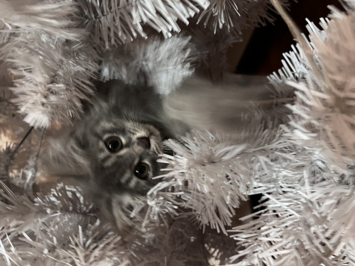 Discord Tier List (Community Rankings) - TierMaker