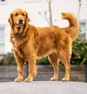 Dog Breeds Tier List (Community Rankings) - TierMaker