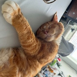 CEG's Kitty Options Tier List (Community Rankings) - TierMaker