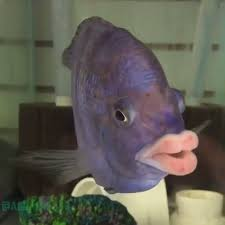 The Fish List Tier List (Community Rankings) - TierMaker