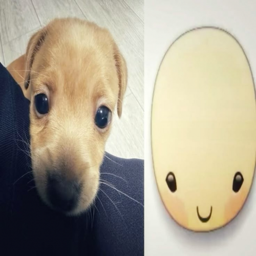 Create a lolisho babies Tier List - TierMaker