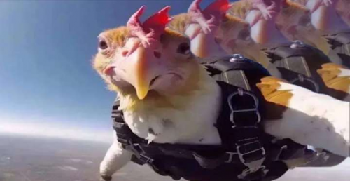 Create a Silly pfps Tier List - TierMaker