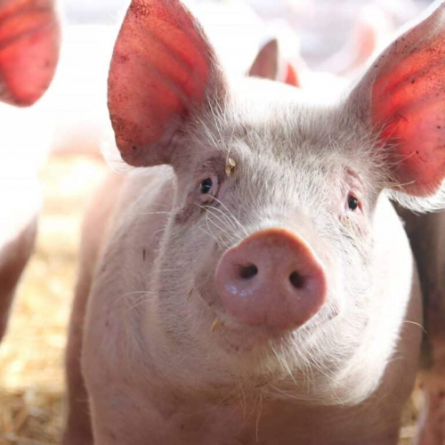 Create a Farm Animals & Pets (Livestock) Tier List - TierMaker
