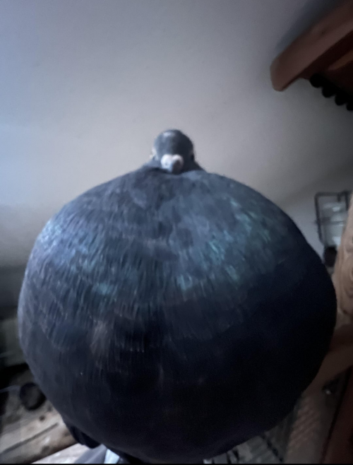 Create a caba and Tommy's inside jokes Tier List - TierMaker