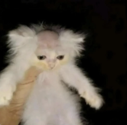 Create a Fpe au Tier List - TierMaker