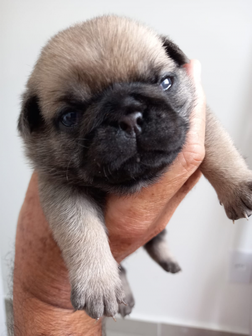 Mais pegador de OPOP Tier List (Community Rankings) - TierMaker