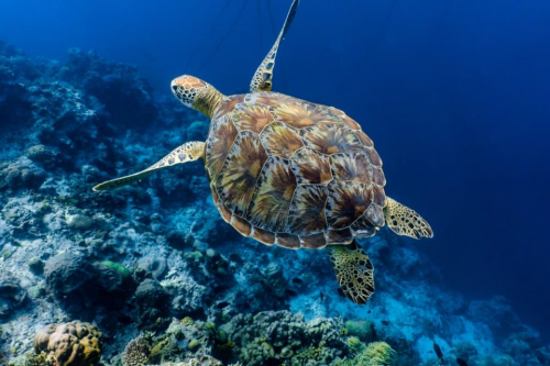 Sea Animals Tier List (Community Rankings) - TierMaker