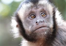 Primate Characters Tier List (Community Rankings) - TierMaker