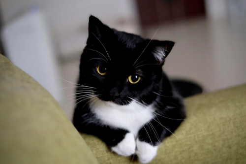 Create A Oc Tierlist Tier List Tiermaker