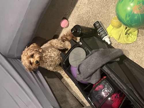 Create a Ranking balls Tier List - TierMaker