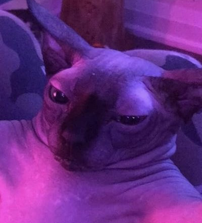 Create a Killer Template for Oc/Co/Canon. Personal Use Tier List ...