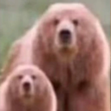 Create a gang Tier List - TierMaker