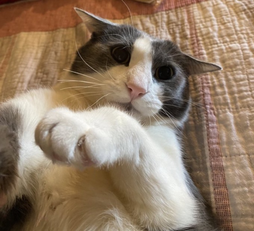 MaxEve Matching Pfp Tier List (Community Rankings) - TierMaker