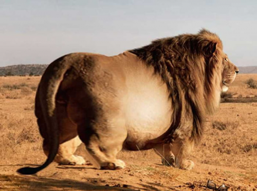 Aura Tier List Community Rankings Tiermaker