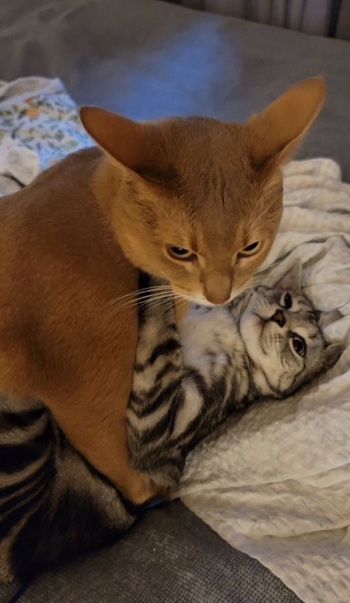 SUCC OCs Nightmare/Dream Blunt Rotation Tier List (Community Rankings ...