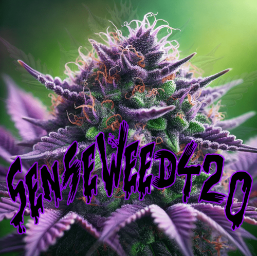 The Strains of Weed Tier List (Community Rankings) - TierMaker