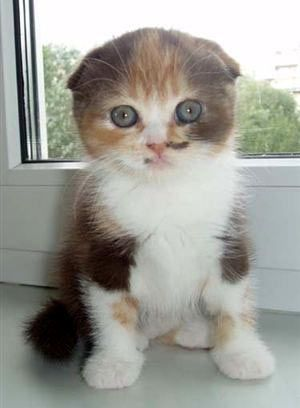 of Sol’s rng discord Tier List (Community Rankings) - TierMaker