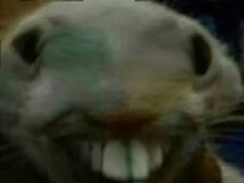 Create a Female Height Tier List - TierMaker