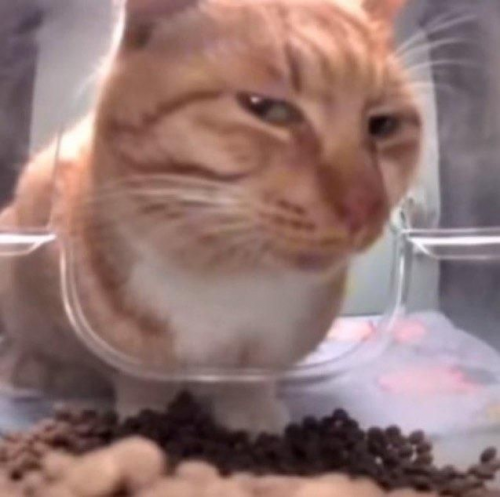 Create a CAT MEMES Tier List - TierMaker