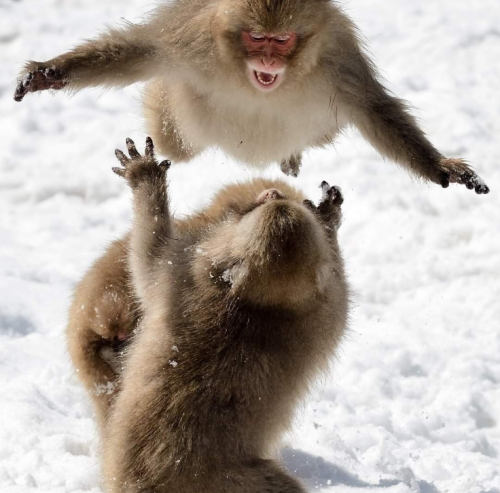 Ranking de inteligencia Tier List (Community Rankings) - TierMaker