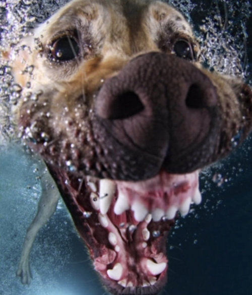 Wodac Dinosaur Tierlist Tier List (Community Rankings) - TierMaker