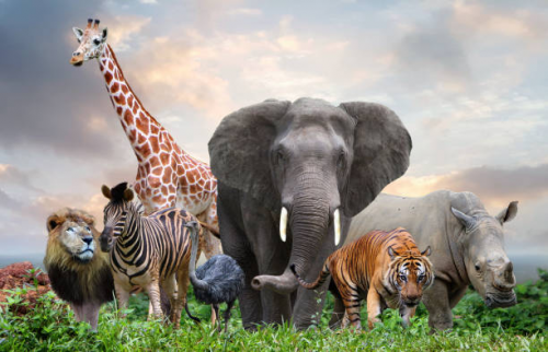 Create a Could I Defeat This Animal Tier List - TierMaker