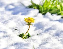 Create a Winter Dandelions Staff Tier List - TierMaker