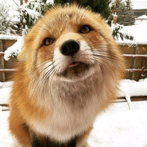 Create a Korm Lassies Tier List - TierMaker